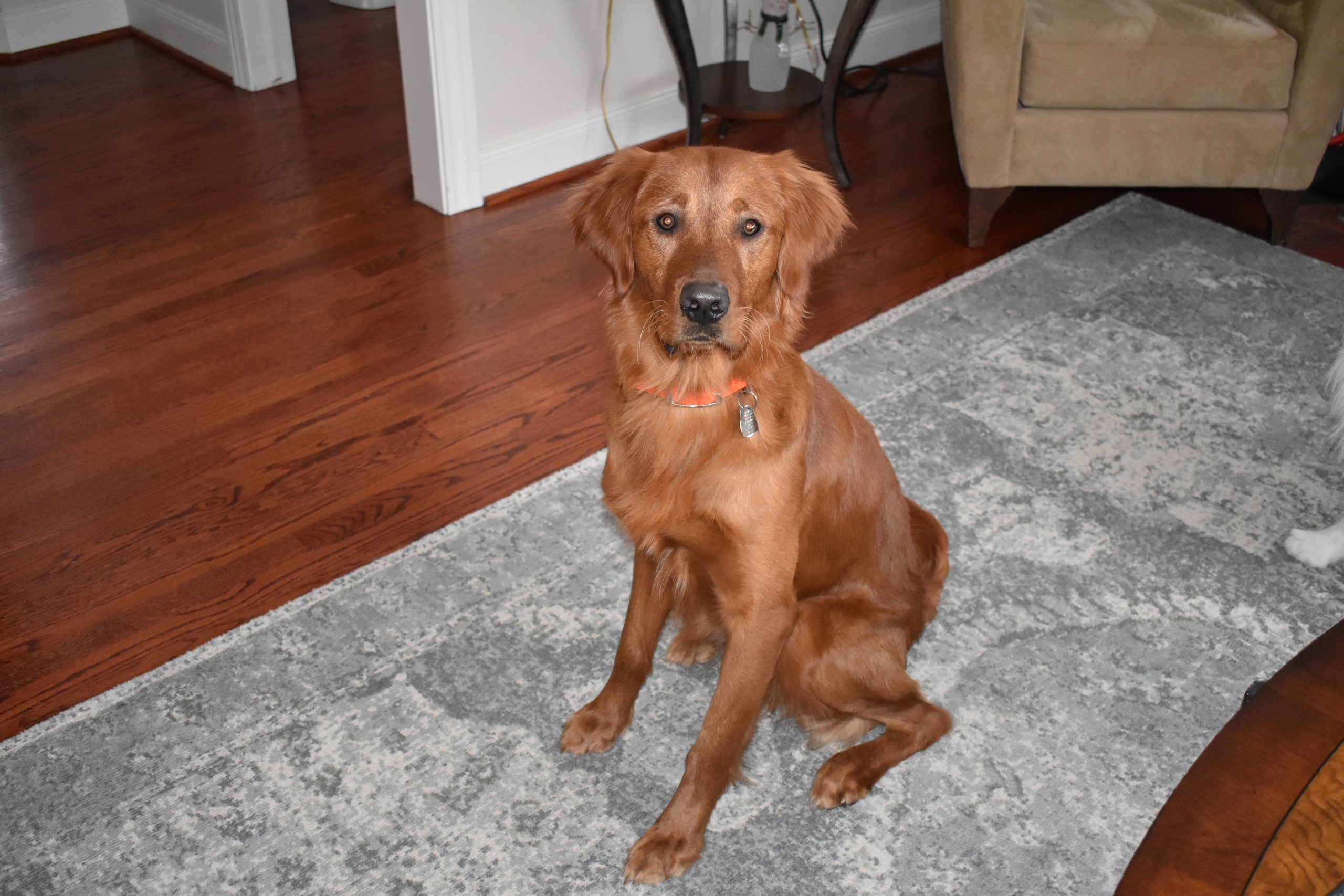 USPBL Introduces Bat Dog, JJ The Field General - USPBL